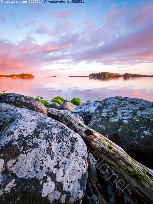 Kuva: Ajopuu rantakivikossa - saari ranta meri rantakivikko kivi kiviä ...