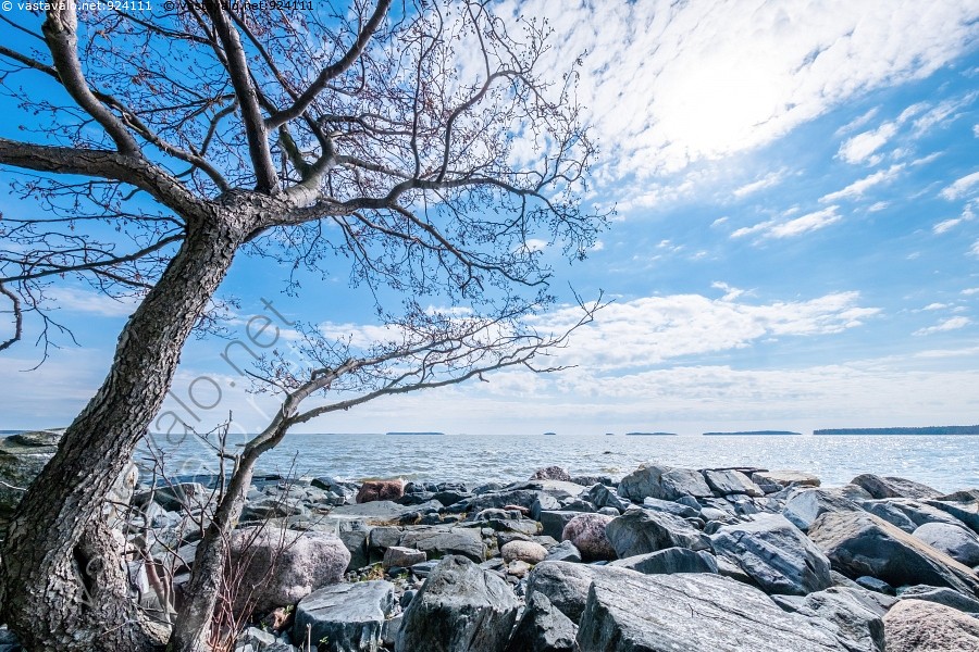 Kuva: Puu kivikkorannalla - puu kivikko rantakivikko meri merimaisema ...