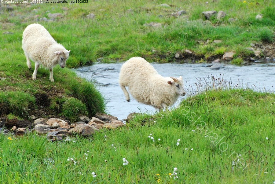 Kuva: Lammas hyppää - lammas lampaat laidun puro niitty hyppy villa ...