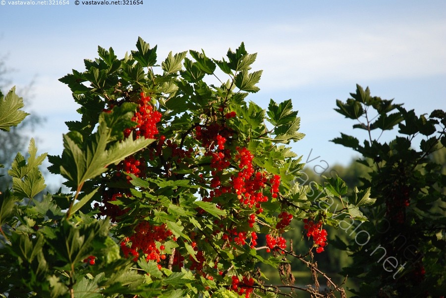 Kuva: Punainen viinimarja - viinimarja pensas puutarhakasvi marjasato ...