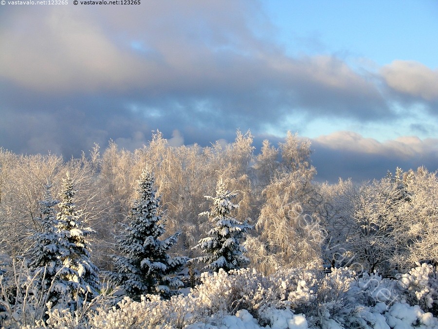 Kuva: Talvimaisema - talvi lumi luminen puu puut Kalevankangas Tampere ...