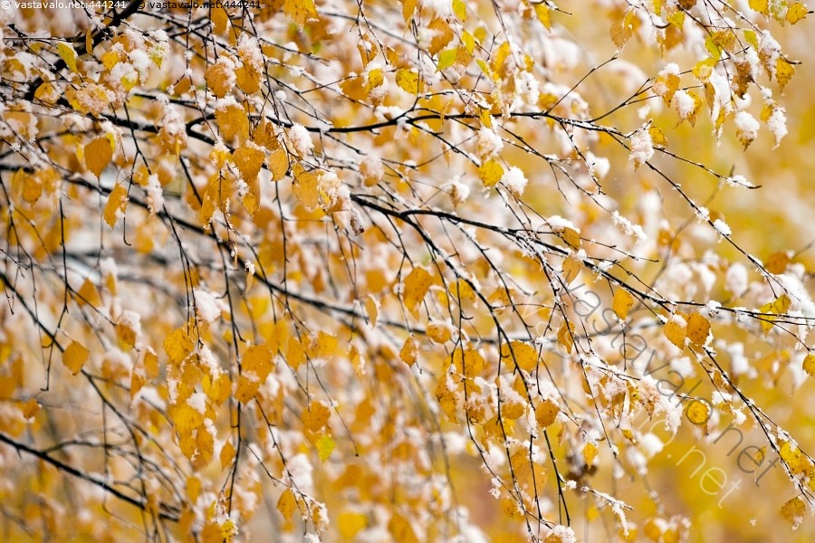 Kuva: Ensilumen yllättämä lehtipuu - koivu ensilumi lumiset ...