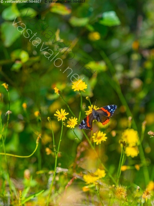 Kuva: Epätäydellisen kaunis - epätäydellinen epätäydellisyys vammainen ...