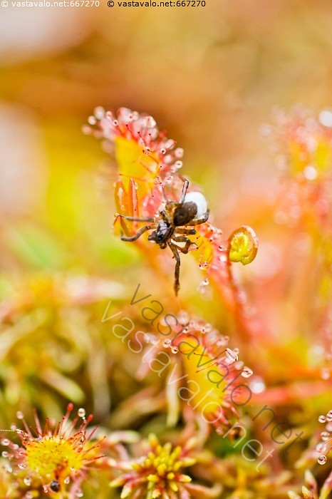 Kuva: Varo ansaa, hämähäkki! - kihokki saalis saalistava kasvi ...