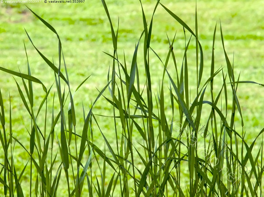 Kuva: Heinät - timotei heinä heinät nurmi nurmikko vihreä vihreys ...