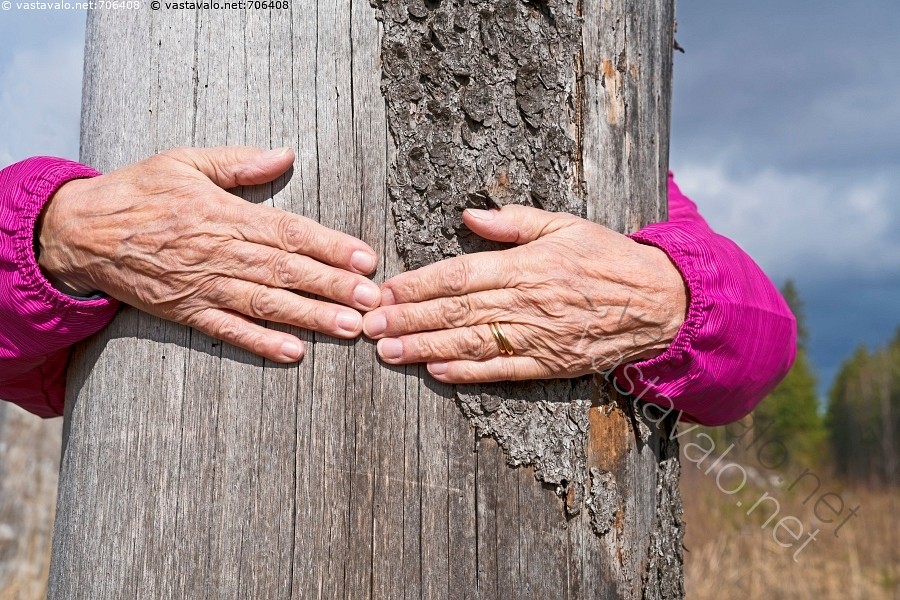 Kuva: Kaksi ikihonkaa - vanha puu kelo vanhus puuvanhus ihmisvanhus ...