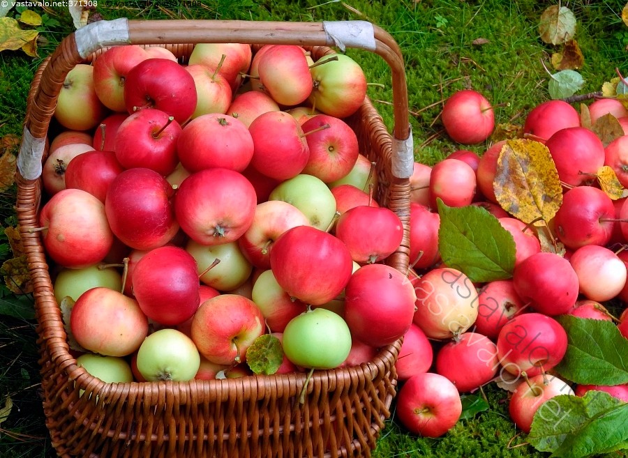 Kuva: Runsas omenasato - omenasato kotimaiset omenat kaneliomena omena ...