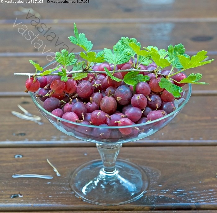 Kuva: Karviaismarjoja astiassa - karviaiset karviainen viinimarjat ...