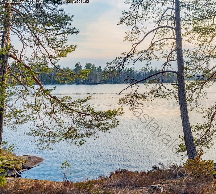 Kuva: Kesäinen järven ranta - järvi ranta kesä maisema luonto kesäilta ...