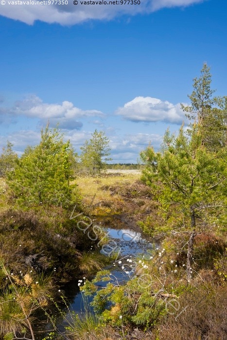 Kuva: Kesällä suolla - suo suomaisema suomaasto alkukesä kesä luonto ...