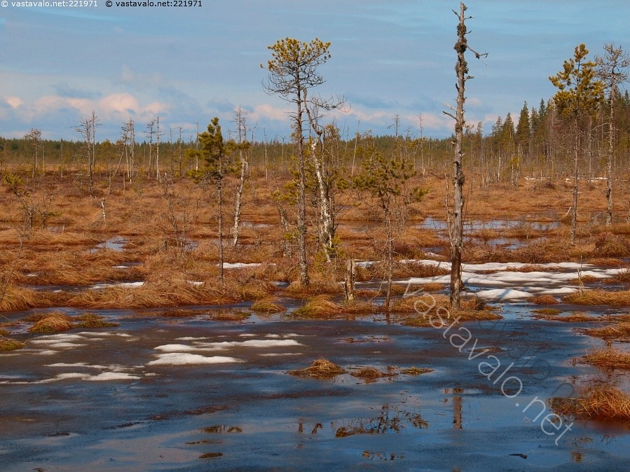 Kuva: Keväinen suomaisema - suo neva letto kevät vesi vetinen veden ...
