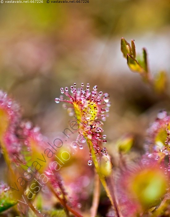 Kuva: Kihokkeja suolla - kihokki kihokit suon kasvillisuus ...