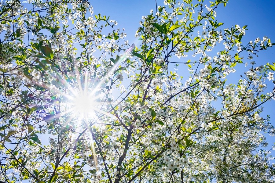 Kuva: Vaarallisen polttava aurinko - kirkas auringonvalo auringonsäde ...