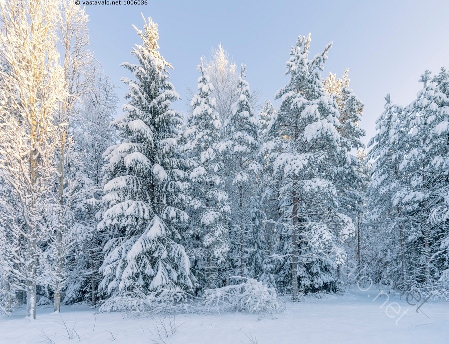 Kuva: Talvista kuusimetsää - kuusi kuusikko metsä metsämaisema luonto ...