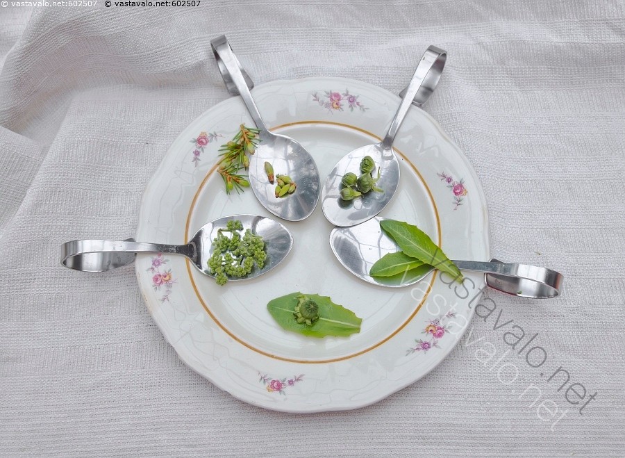 Kuva: Nuppuja, lehtiä ja versoja luonnosta - raaka-aineet ruoka-aineet ...