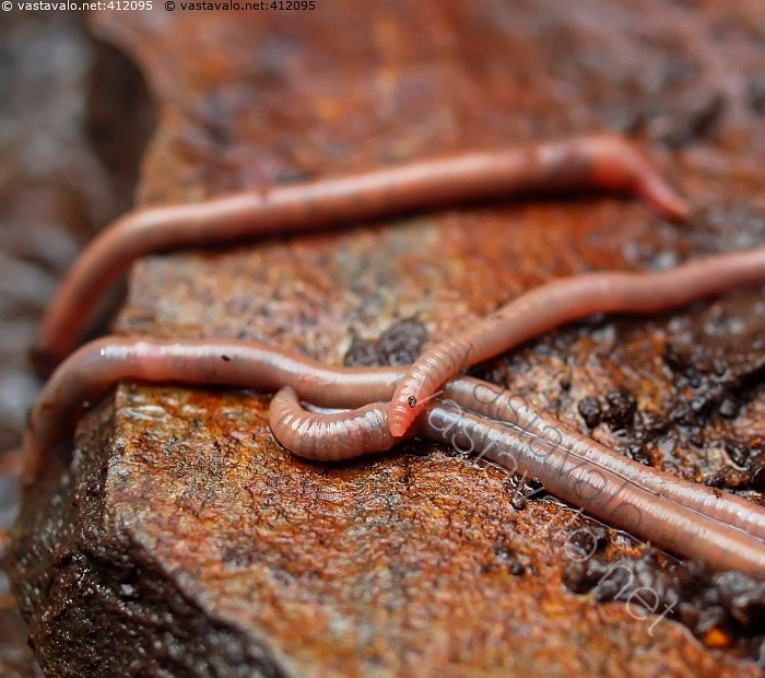 Kuva: Luikertelevat lierot - mato madot onkimato onkimadot kastemato ...