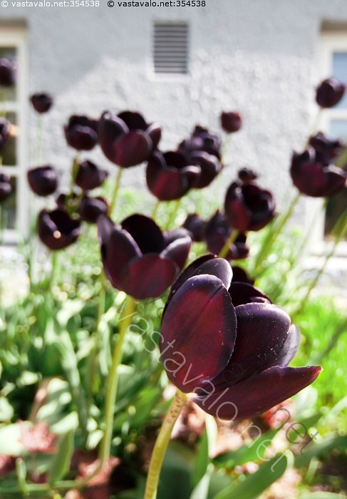 Kuva: Mustat tulppaanit - kukka violetti harvinsisuus musta tulppaani ...