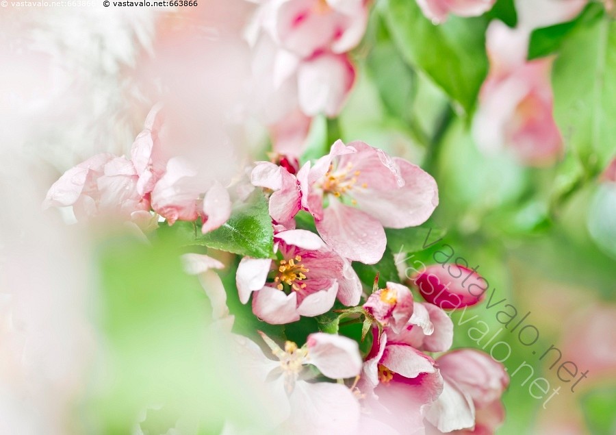 Kuva: Omenapuun kukkasia - omenankukka omenankukat omenapuun kukka ...