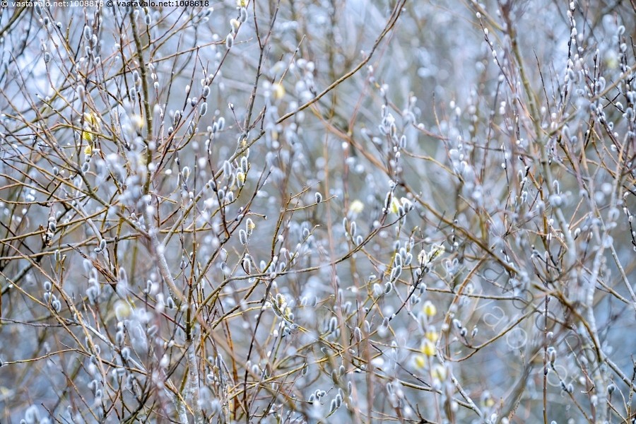 Kuva: Keväinen pajukko - paju pajupensas luonto pajunkissa pajupuska ...