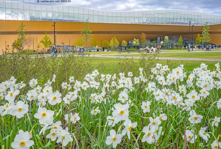 Kuva: Kaupunkiluontoa Oodin edustalla - Oodi kaupunkiluonto puisto ...
