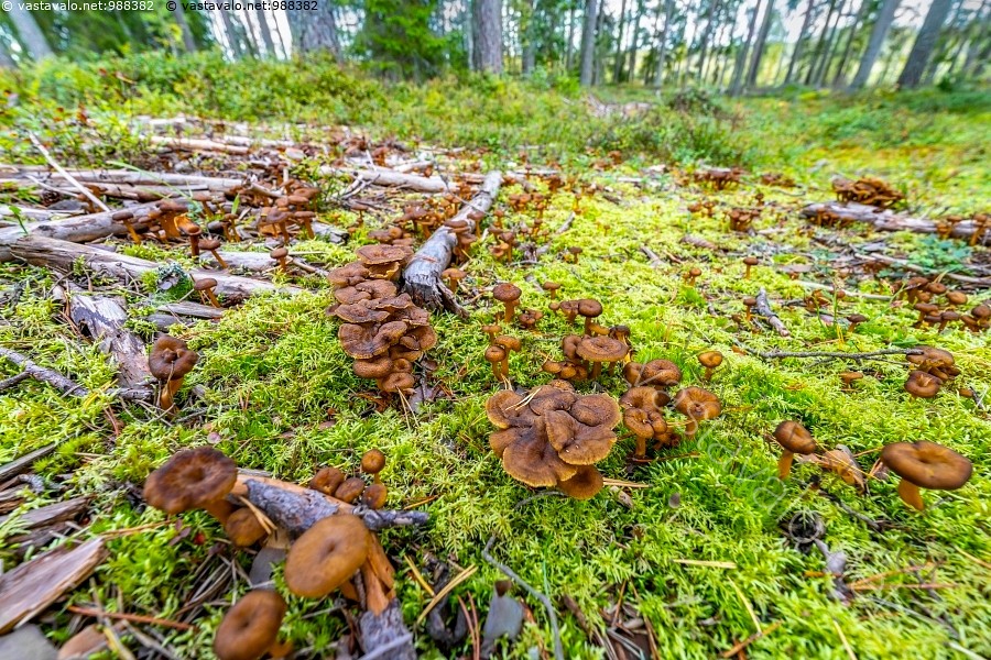Kuva: Sienestäjän salainen sienipaikka - suppilovahvero sieni ...