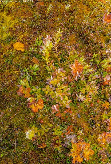 Kuva: Värien hehkua suolla - neva suo mätäs ruska ruskaväri hehku ...