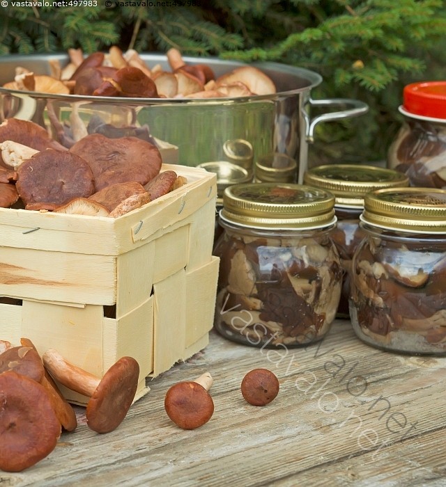 Kuva: Syksyn sienisato talteen - rousku rouskut sieni sienet suolasieni ...