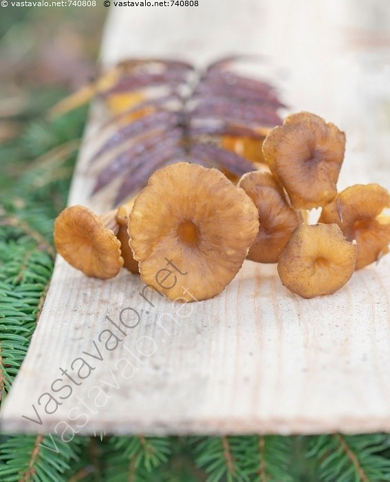 Kuva: Tuoreita sieniä ruoanvalmistukseen - tuoreet ruokasienet sieniä ...