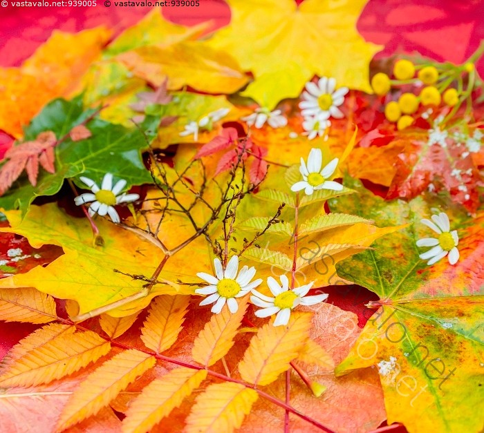 Kuva: Syyslehtiä ruskassa - syyslehti ruskalehti ruska ruskaväri ruska ...