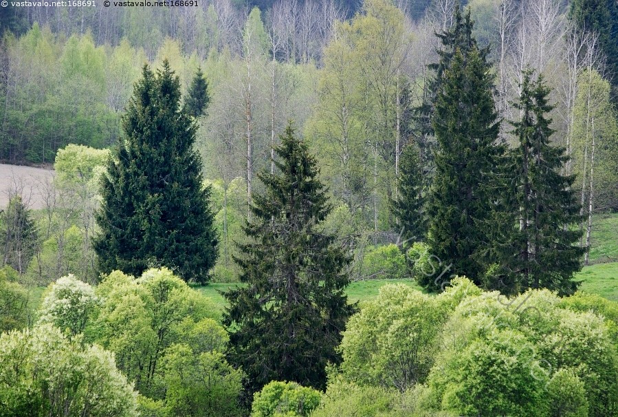 Kuva: Toukokuuta - kevät kuusi puu pensas vihreä toukokuu Sipoonkorpi ...
