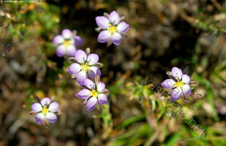 Kuva: Suolasolmukki - suolasolmukki Spergularia salina kukka ranta meri ...