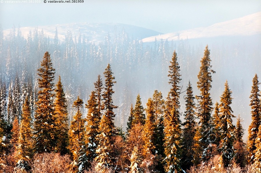 Kuva: Pallas-Yllästunturin kansallispuistoa - Lappi talvi kuusi ...