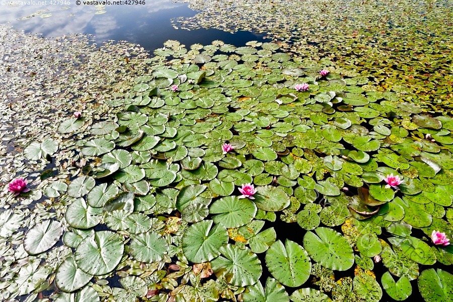 Kuva: Lumpeet - lumme lumpeenlehti kukka punainen Nymphaea vesi lehti ...
