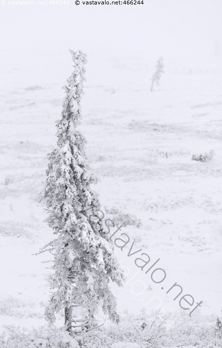 Kuva: Kuusi tunturilla - kuusi kynttiläkuusi puu lumi luminen talvi ...