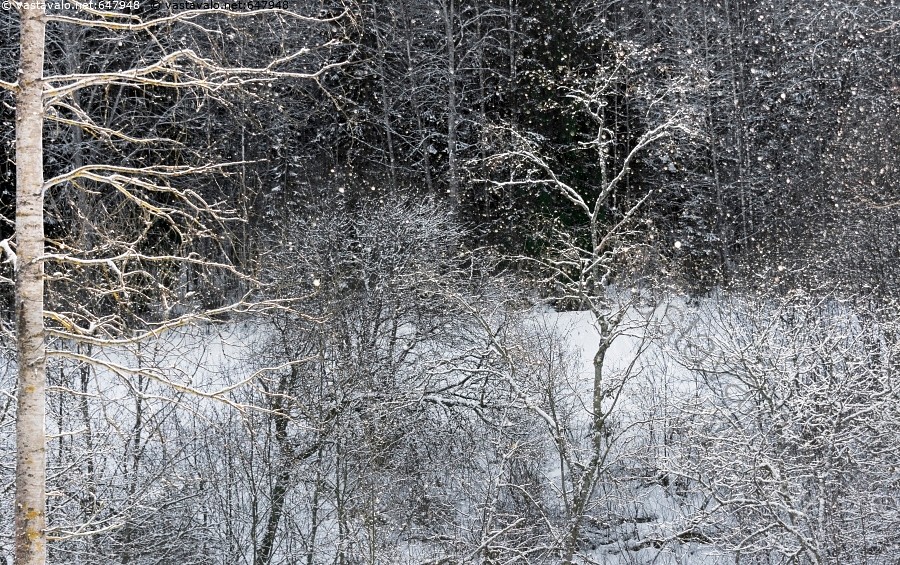 Kuva: Talvi - talvi metsä haapa runko lumi Sipoonkorpi Sipoonkorven ...