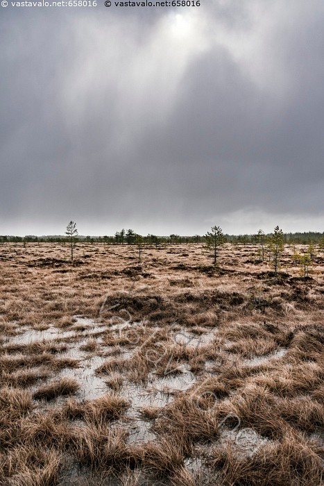 Kuva: Rapakonneva - suo neva kevät Hämeenkangas synkkä pilvi huhtikuu ...