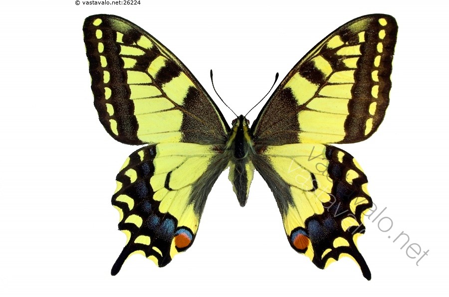 Kuva: Ritariperhonen - perhonen ritariperhonen papilio machaon ...