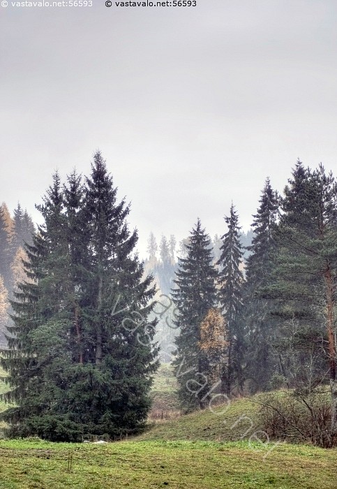 Kuva: Kuuset - sipoonkorpi natura kuusi puu metsä sumu usva syksy ...