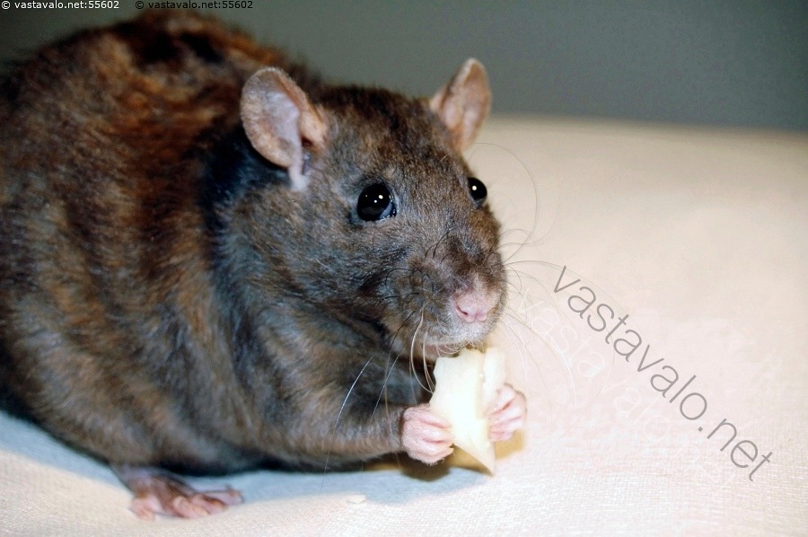 Kuva: Rotta juustolla - rotta nakertaa jyrsijä rattus juusto syödä ...