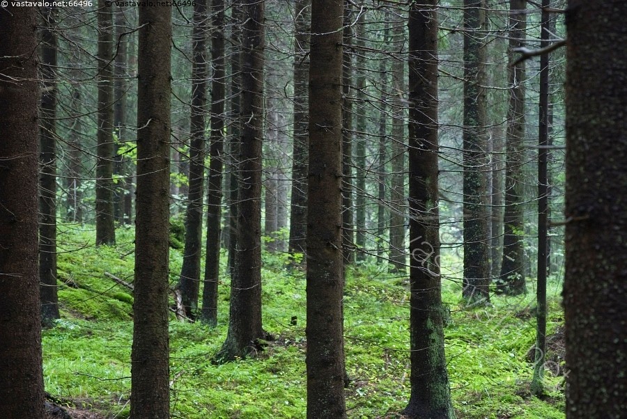 Kuva: Kuusikko - kuusikko metsä kuusi puu runko utu sumu kesä ...