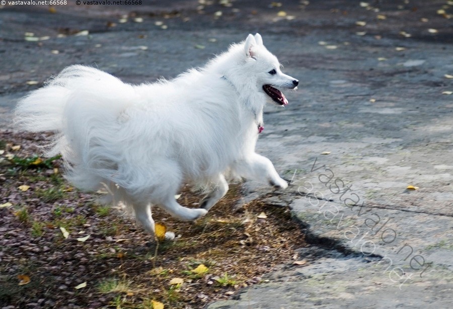 Kuva: Iloinen koira - koira juosta juokseva valkoinen pieni ...