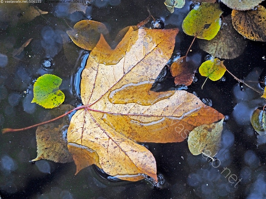 Kuva: Syksyn lehti - lehti syksyinen vaahteranlehti lehdet syksy ruska ...