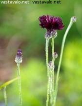 Kuva: Vaaleanpunainen ruiskukka - ruiskaunokki ruiskaunokit Centaurea ...