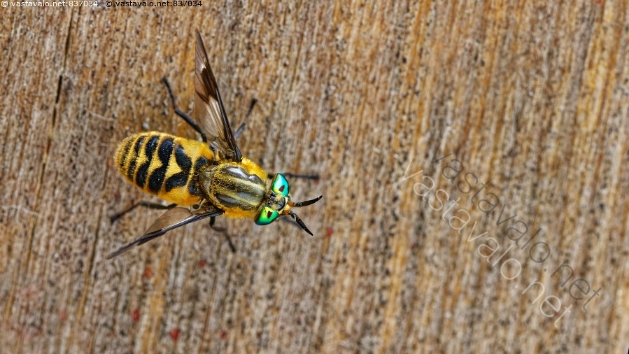 Kuva: Haarasokkopaarma - eläin paarma niveljalkainen kaksisiipinen ...