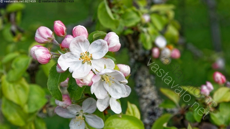 Kuva: Kukkiva omenapuu - omenapuu hedelmäpuu omena puu puutarhakasvi ...