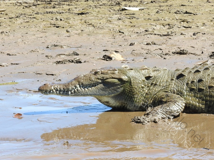 Kuva: Amerikankrokotiili - krokotiili amerikankrokotiili Crocodylus ...