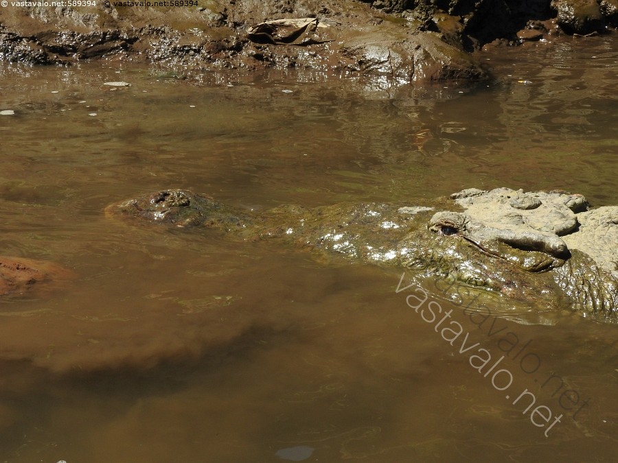 Kuva: Vanha krokotiili - krokotiili amerikankrokotiili Crocodylus ...