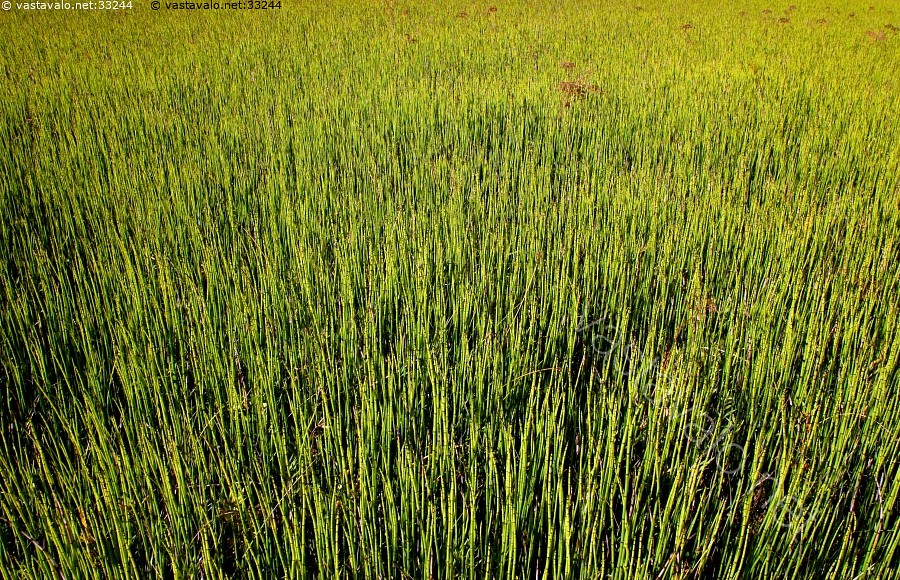 Kuva: Vihreää - vihreä struktuuri muoto kasvi kasvillisuus kesä luhta ...