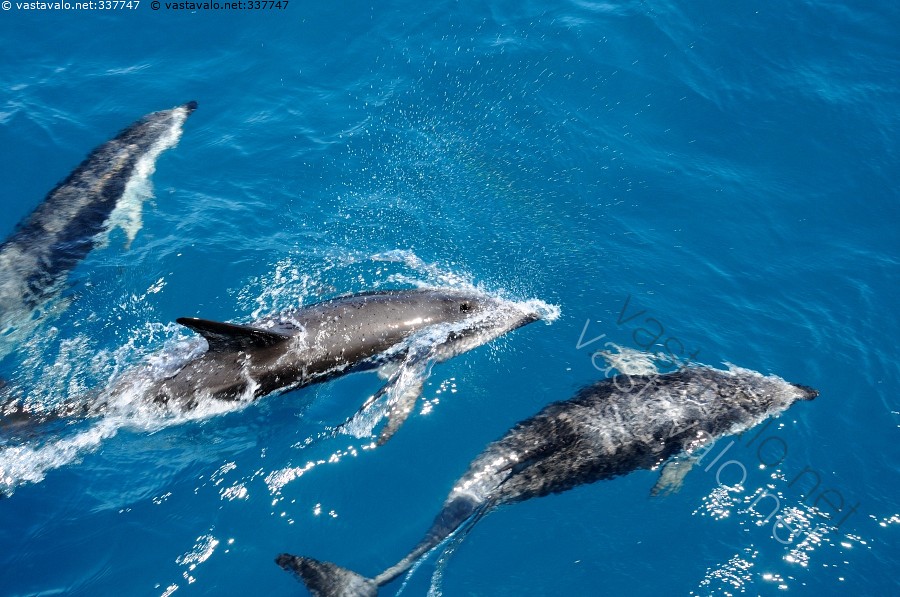 Kuva: Delfiinit - delfiini kirjodelfiini Uudenseelannindelfiini ...