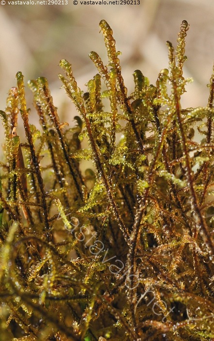 Kuva: Lettosirppisammal - lettosirppisammal Scorpidium cossonii ...